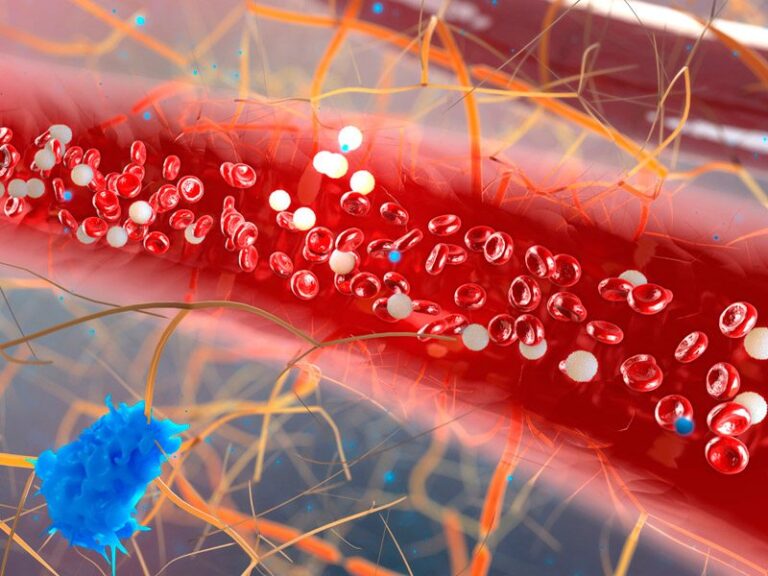 ¿Qué función desempeñan los glóbulos rojos?