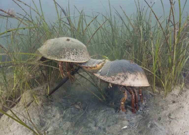 ¡Impresionante! 5 misterios del mundo animal
