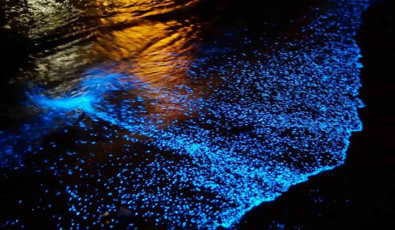 Aguas bioluminiscentes: playas con toque mágico