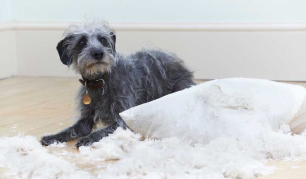¿Cómo saber si tu perro padece de ansiedad? Conoce las causas