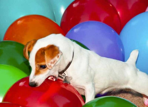 10 perros increíbles que han roto récords mundiales