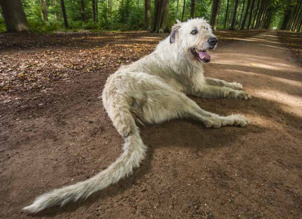 10 perros increíbles que han roto récords mundiales