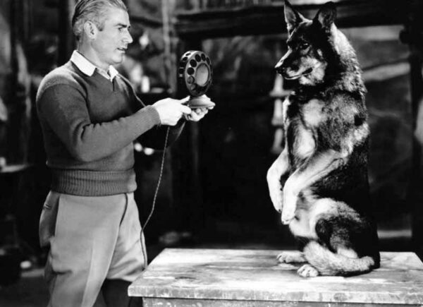 10 perros increíbles que han roto récords mundiales