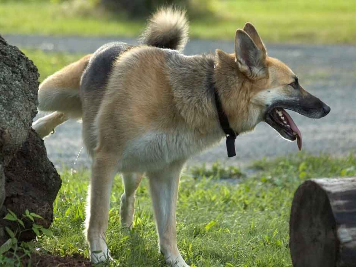 Por Qué Los Perros Patean Las Patas Cuando Los Rascas
