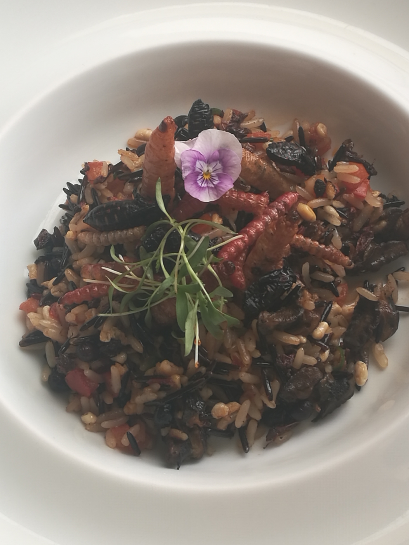 Temporada de insectos… ¡A comer gusanos, chinches y larvas!