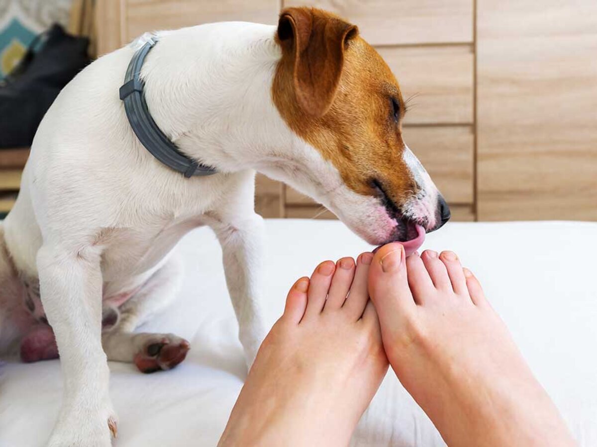 Por Que Mi Perro Me Lame Tanto