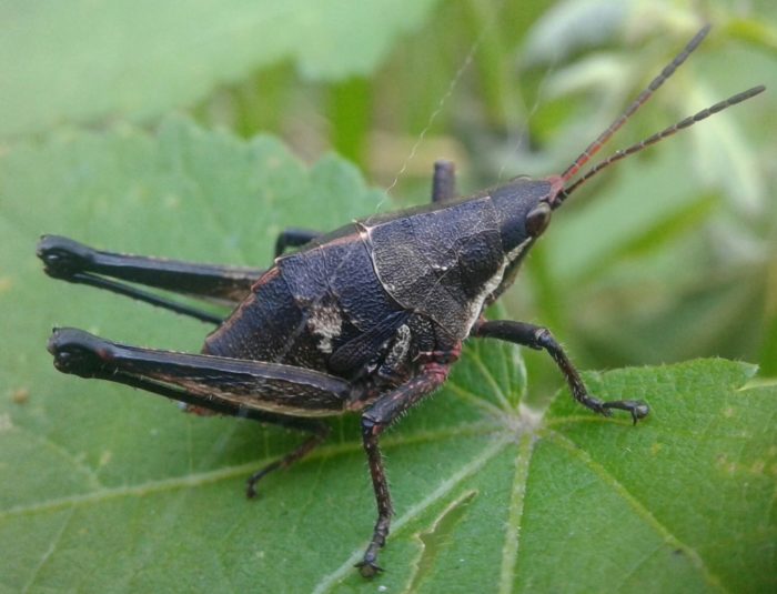 Este chapulín es el más consumido en México