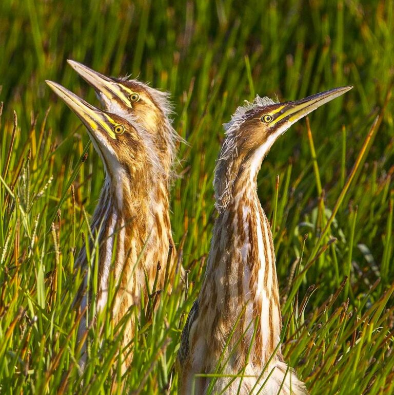 13 adorables fotos de pájaros bebés que necesitas ver