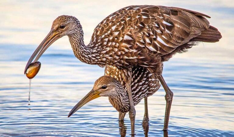13 adorables fotos de pájaros bebés que necesitas ver