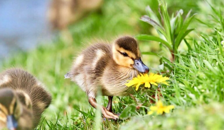 13 adorables fotos de pájaros bebés que necesitas ver