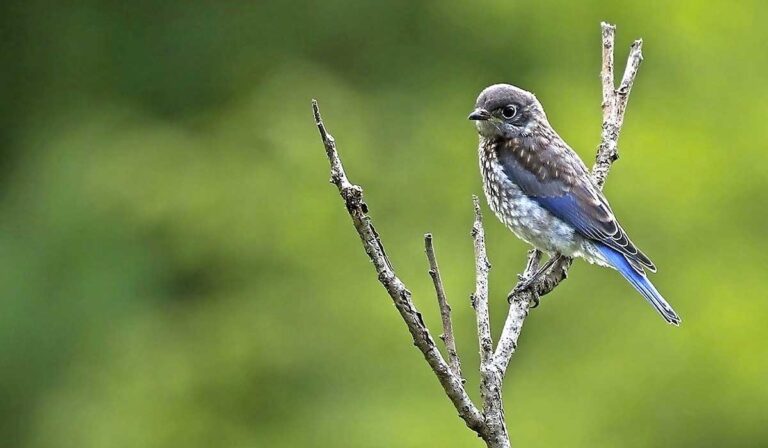 13 adorables fotos de pájaros bebés que necesitas ver