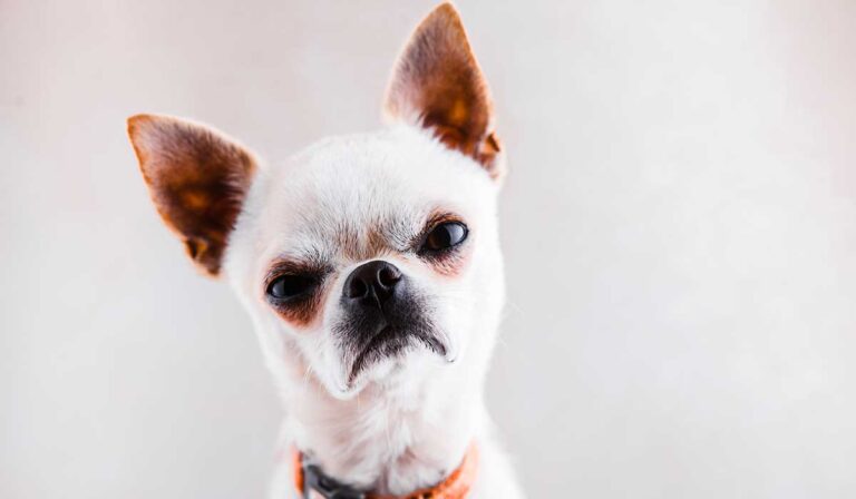 ¿Cómo saber si tu perro se enojó contigo? Estas son las señales