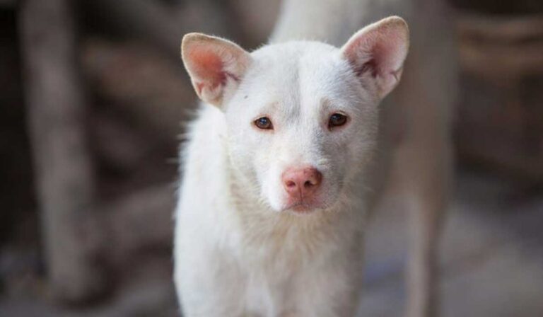 Conoce 10 razas de perros chinas y su interesante historia