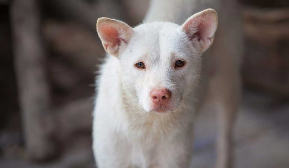 Conoce 10 razas de perros chinas y su interesante historia