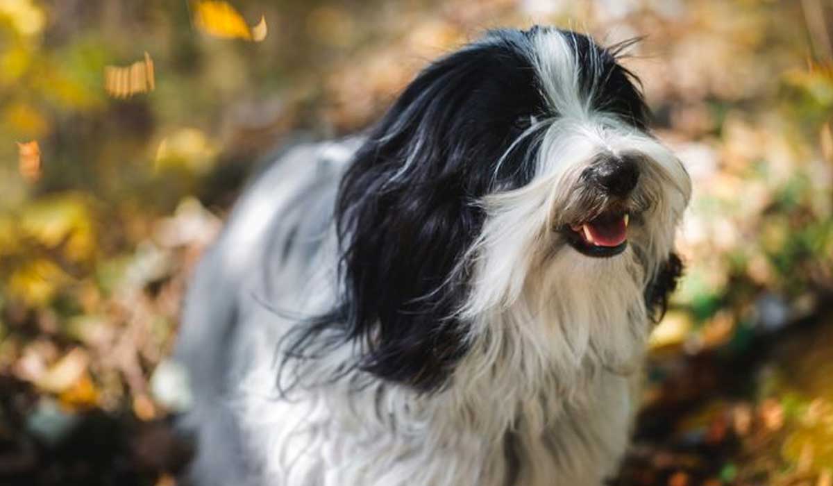 Conoce 10 razas de perros chinas y su interesante historia