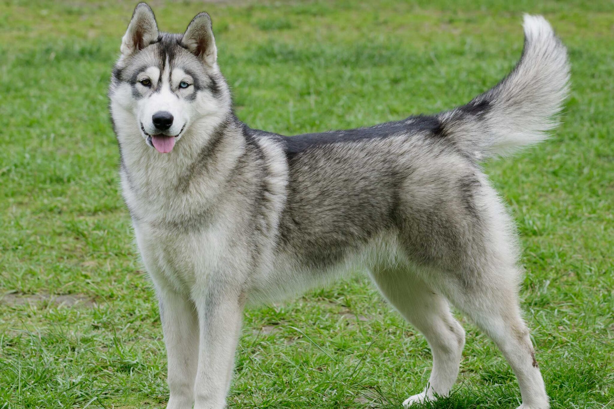 En estas 15 razas de perros puedes ver su semejanza con los lobos