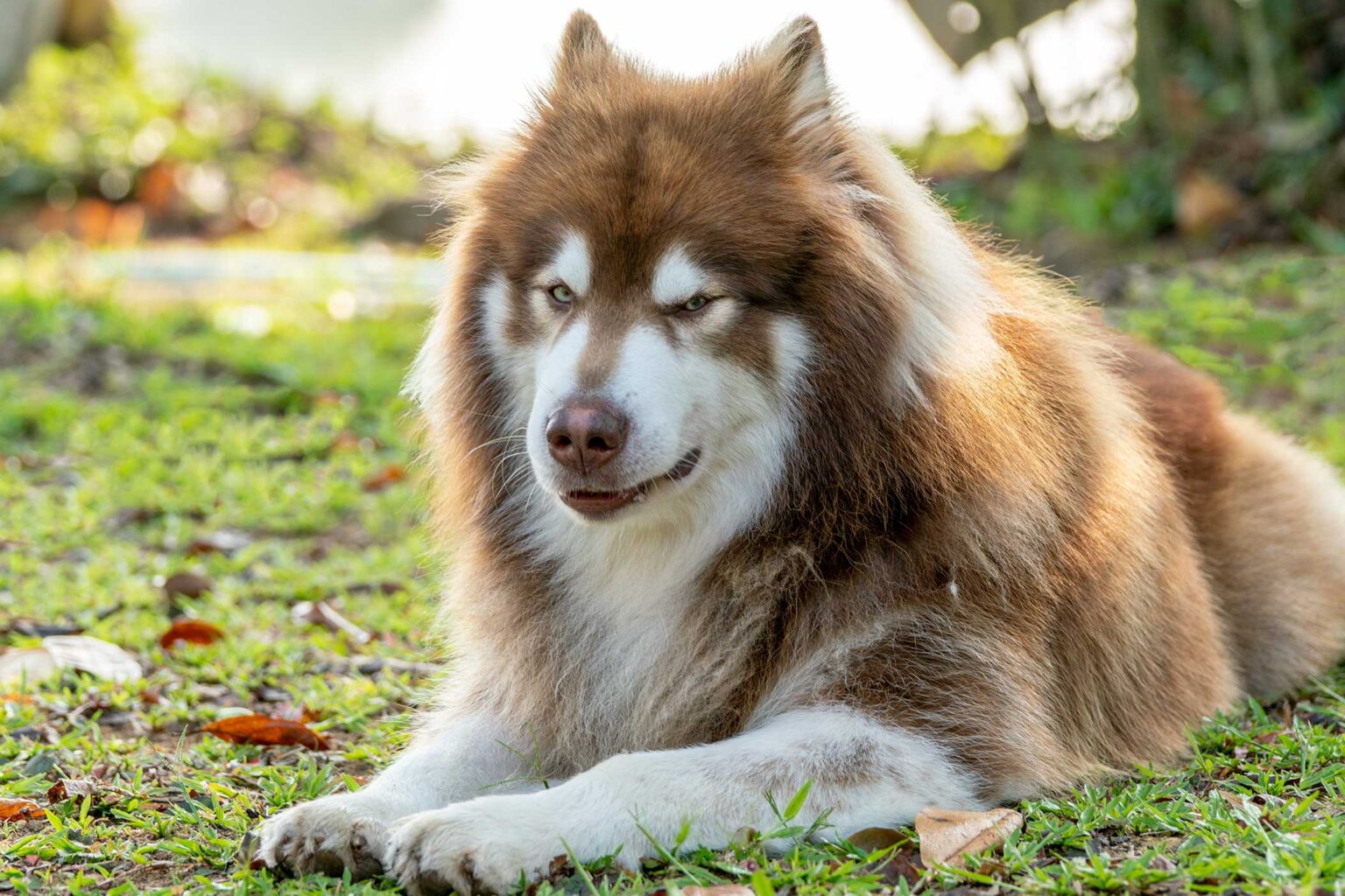 En estas 15 razas de perros puedes ver su semejanza con los lobos