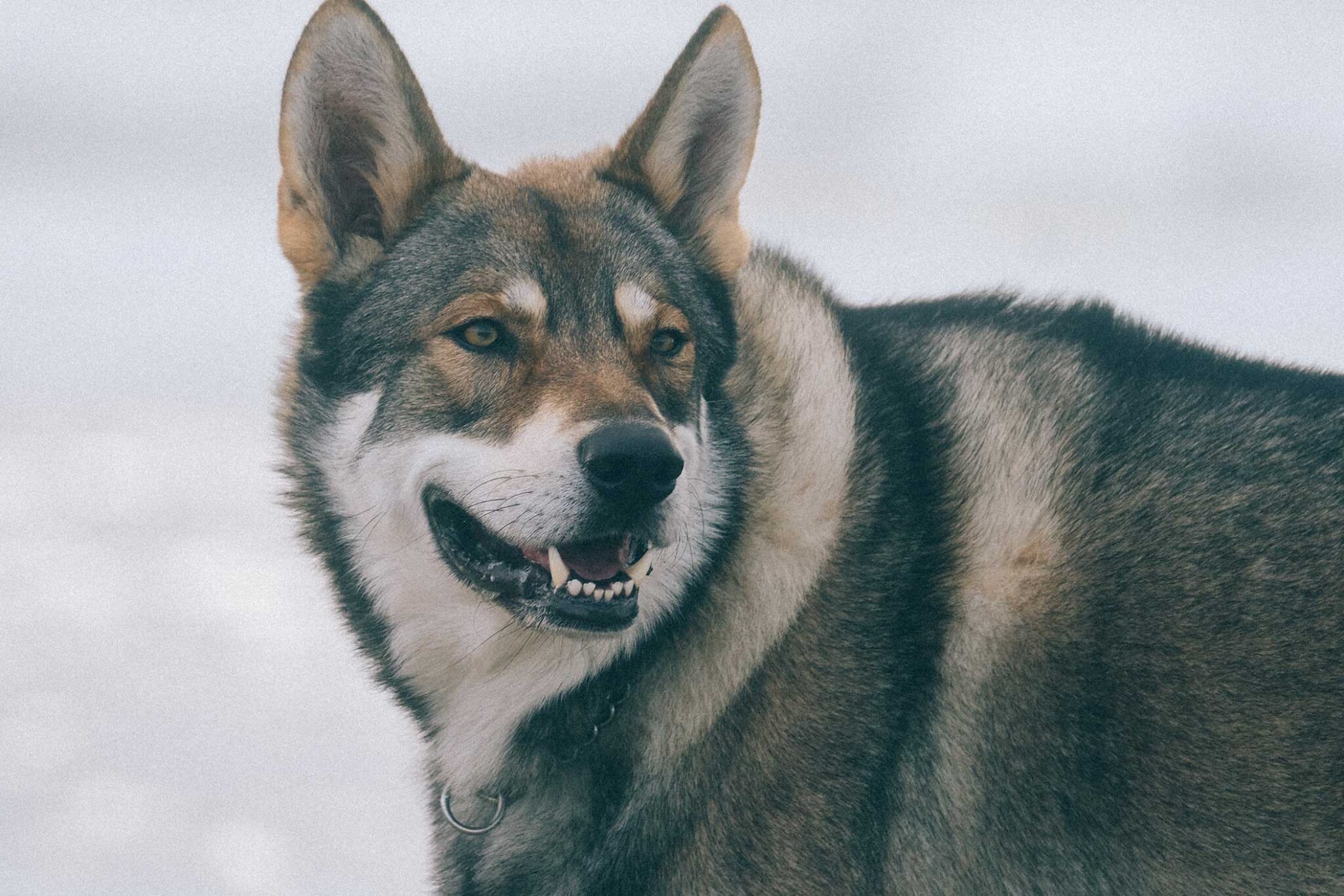En estas 15 razas de perros puedes ver su semejanza con los lobos