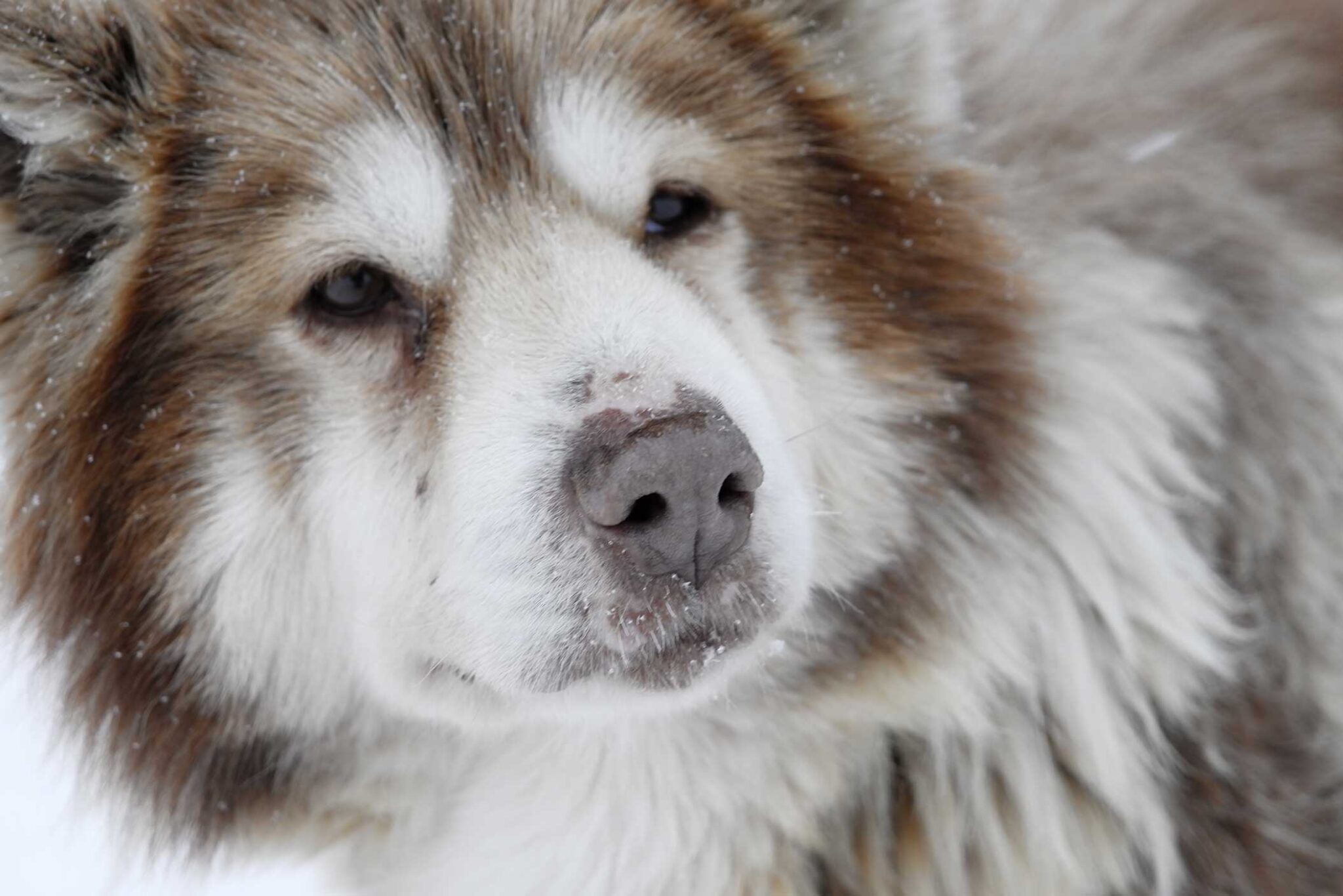 En estas 15 razas de perros puedes ver su semejanza con los lobos