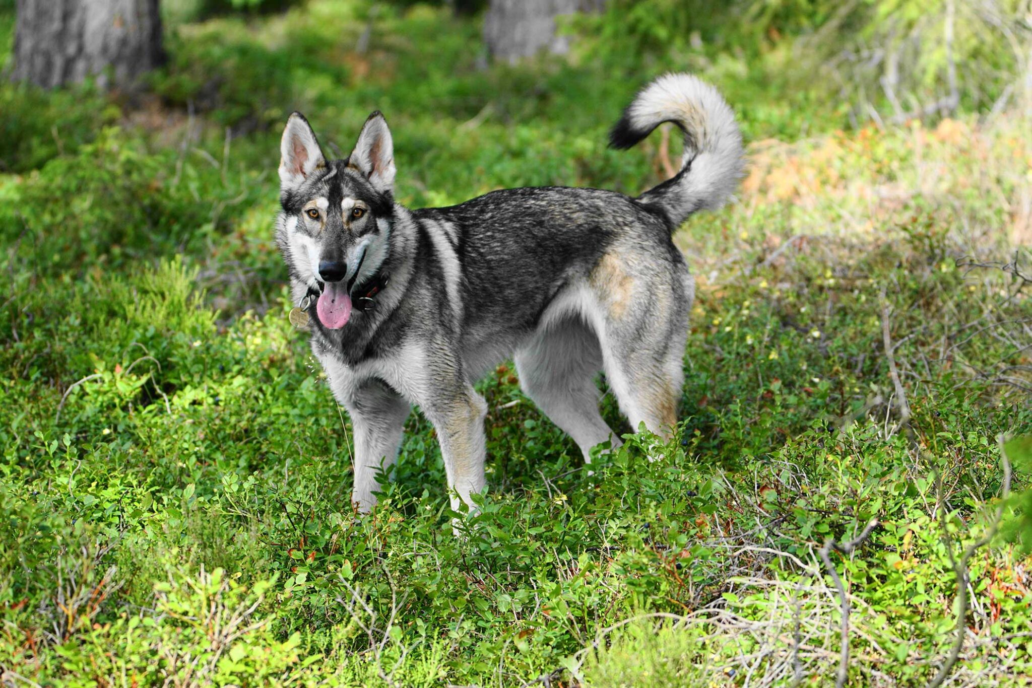 En estas 15 razas de perros puedes ver su semejanza con los lobos