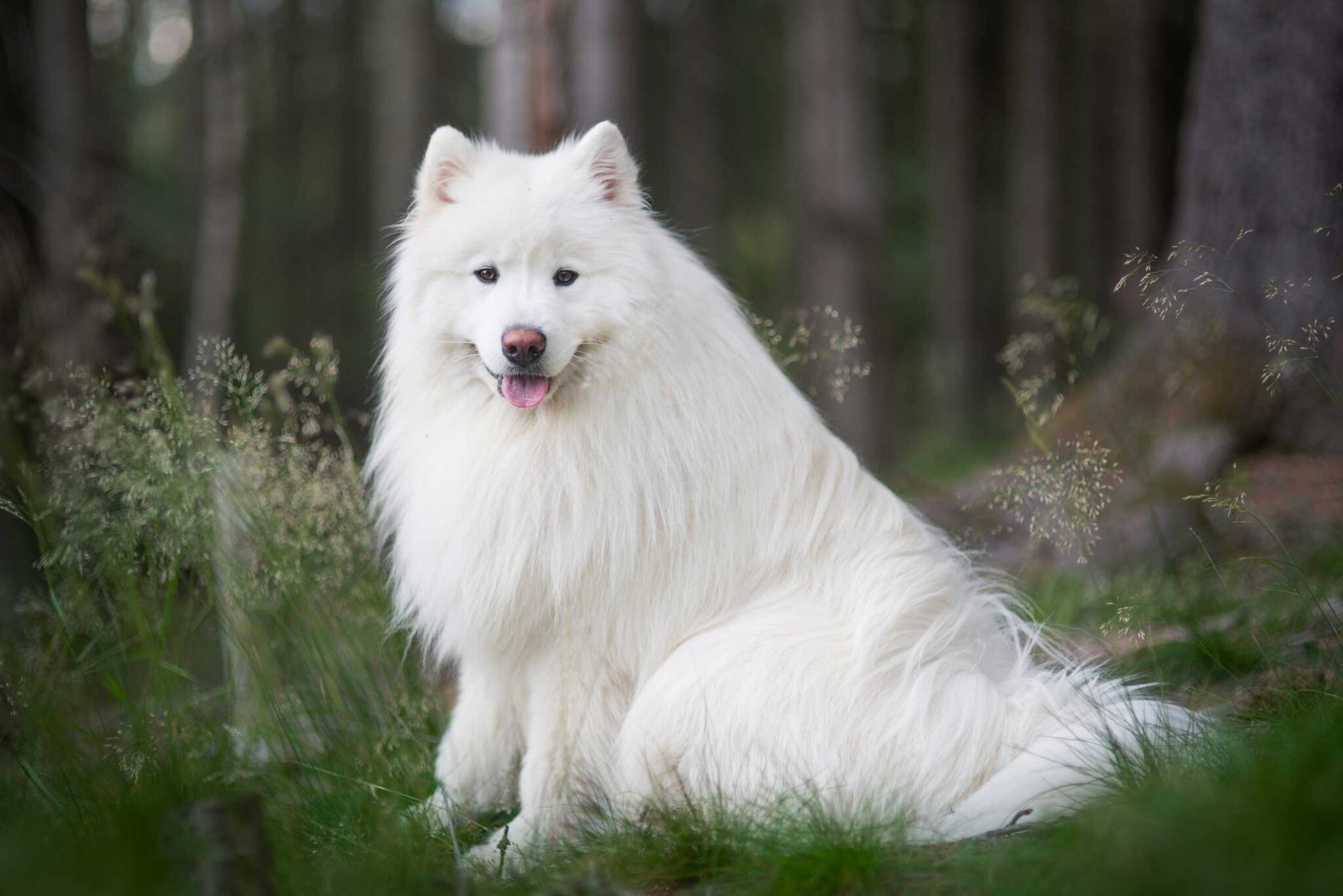 En estas 15 razas de perros puedes ver su semejanza con los lobos