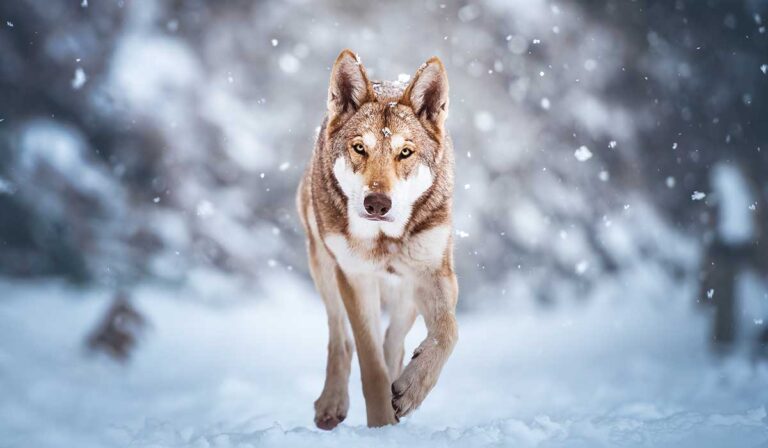 En estas 15 razas de perros puedes ver su semejanza con los lobos