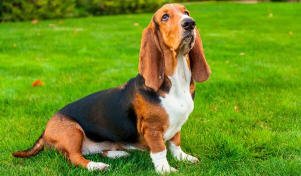 Estas son las razas de perros más leales