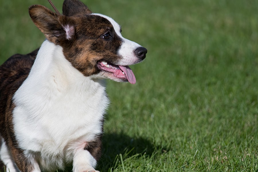10 perros adorables con patas cortas