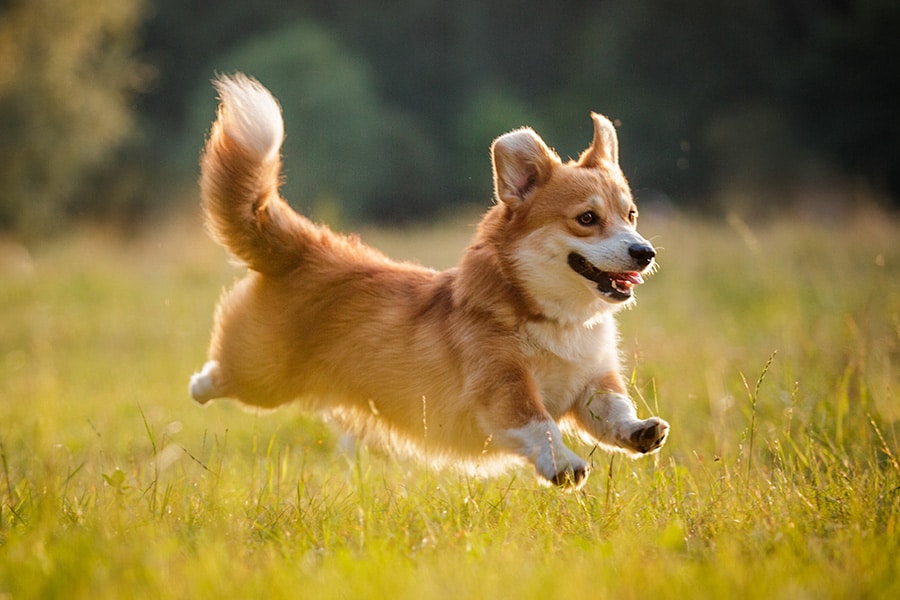 10 perros adorables con patas cortas