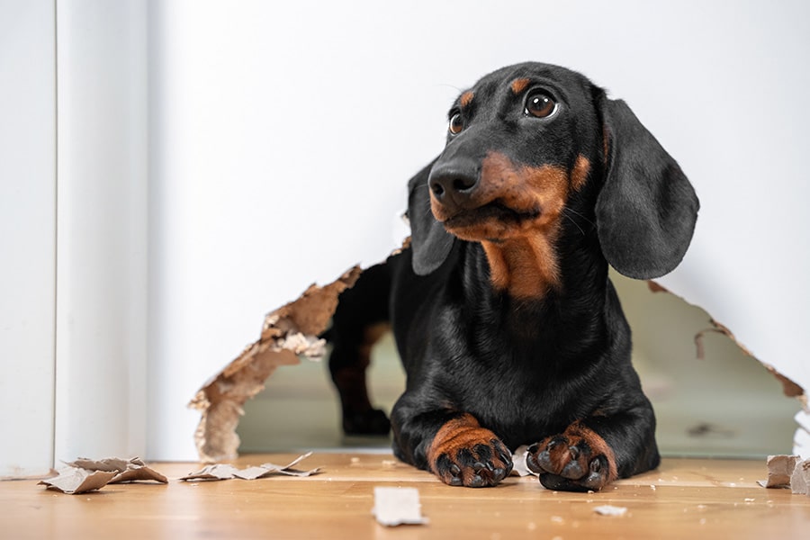 10 perros adorables con patas cortas