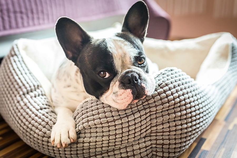 10 perros adorables con patas cortas