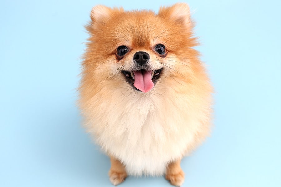 10 perros adorables con patas cortas