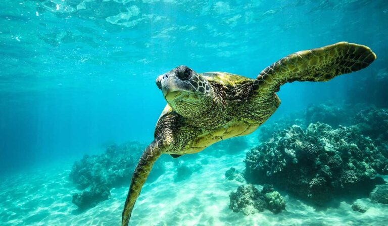 Datos científicos que son extraños, verdaderos y asombrosos