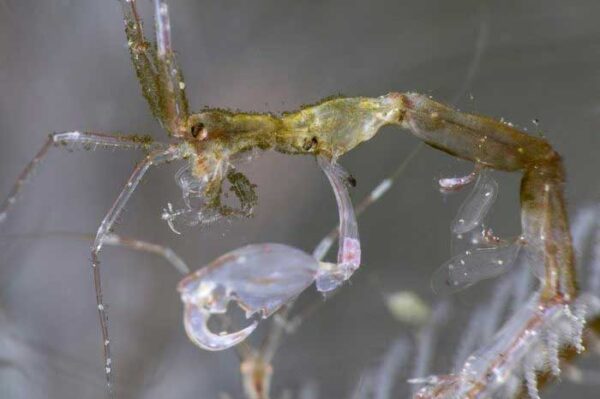Especies animales tan repugnantes que harán erizar tu piel