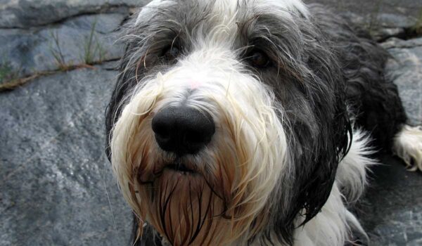 8 razas de perros que se ven adorables con sus barbas