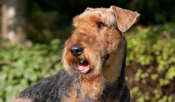 8 razas de perros que se ven adorables con sus barbas