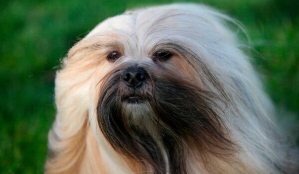 8 razas de perros que se ven adorables con sus barbas