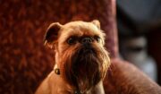 8 razas de perros que se ven adorables con sus barbas