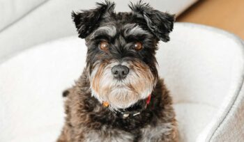 8 razas de perros que se ven adorables con sus barbas