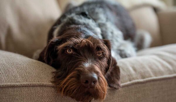 8 razas de perros que se ven adorables con sus barbas