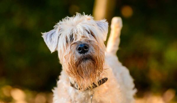 8 razas de perros que se ven adorables con sus barbas