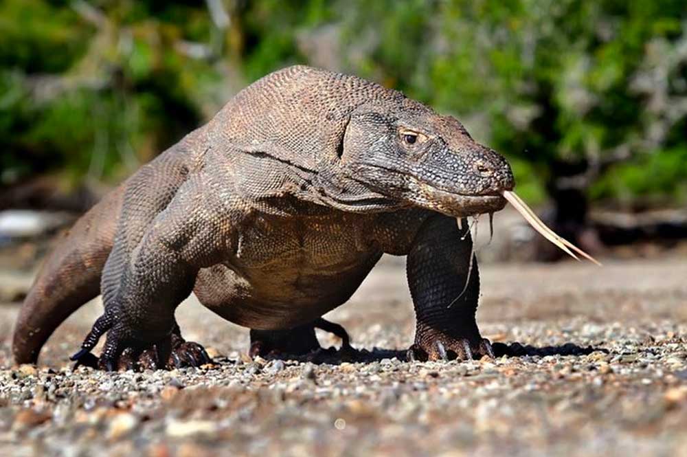 17 de los animales vivos más grandes del mundo