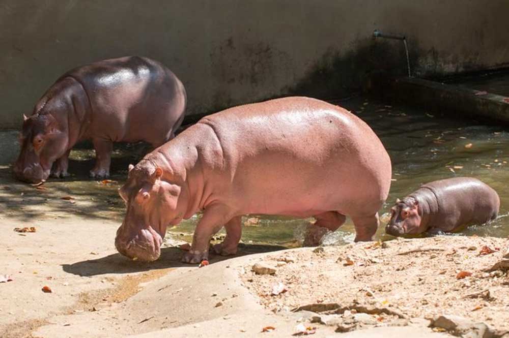 17 de los animales vivos más grandes del mundo