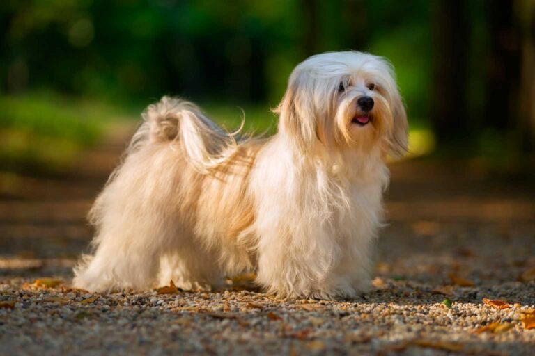 12 razas de perros tranquilas con personalidades relajadas