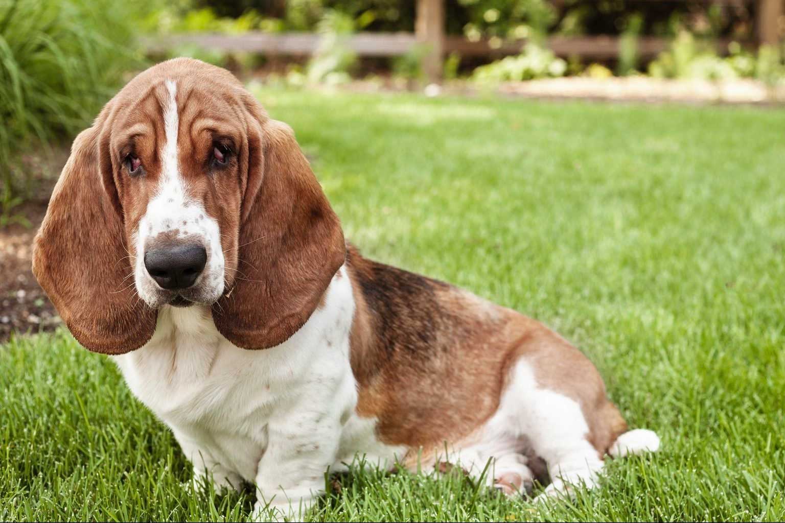 12 razas de perros tranquilas con personalidades relajadas