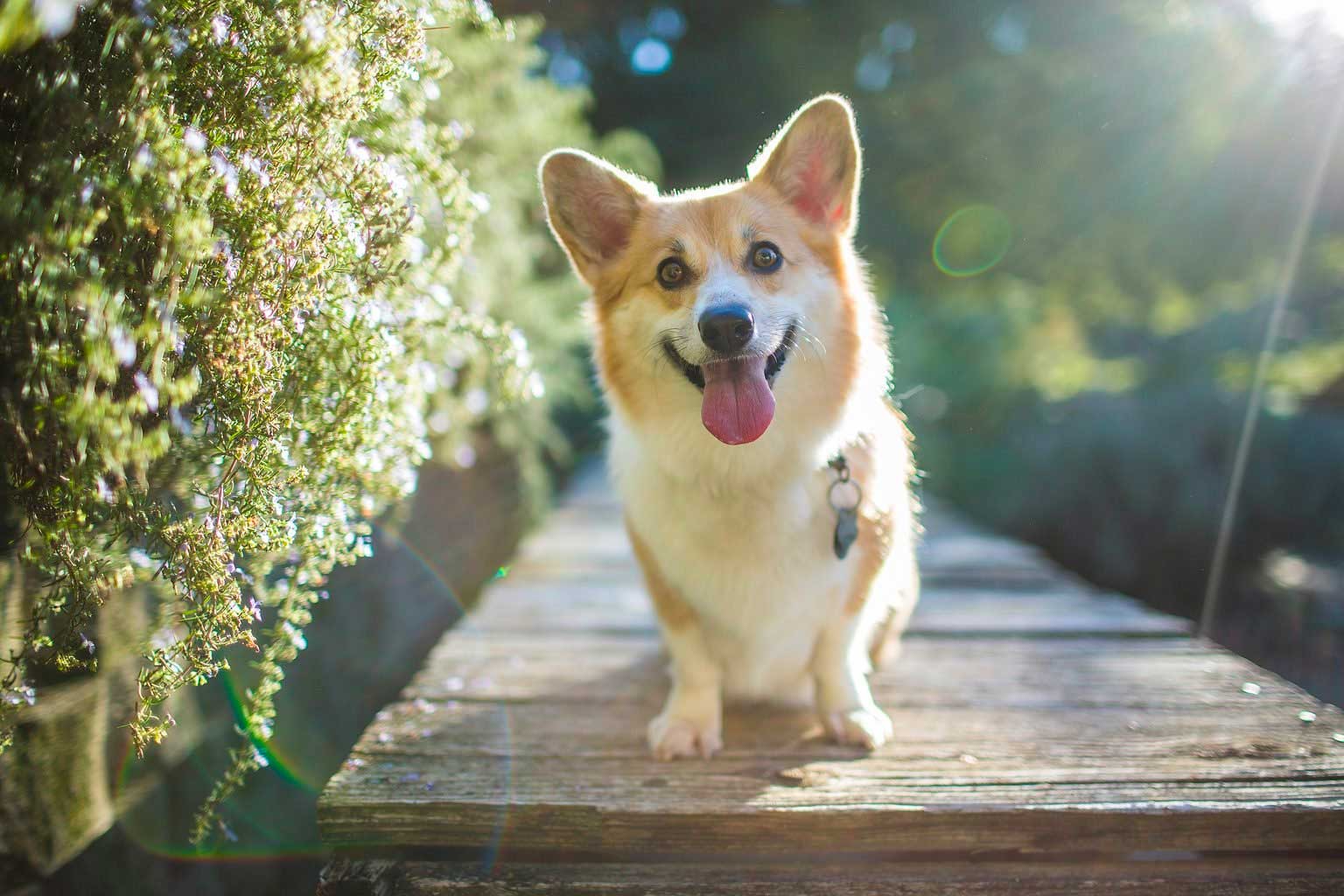 12 razas de perros tranquilas con personalidades relajadas