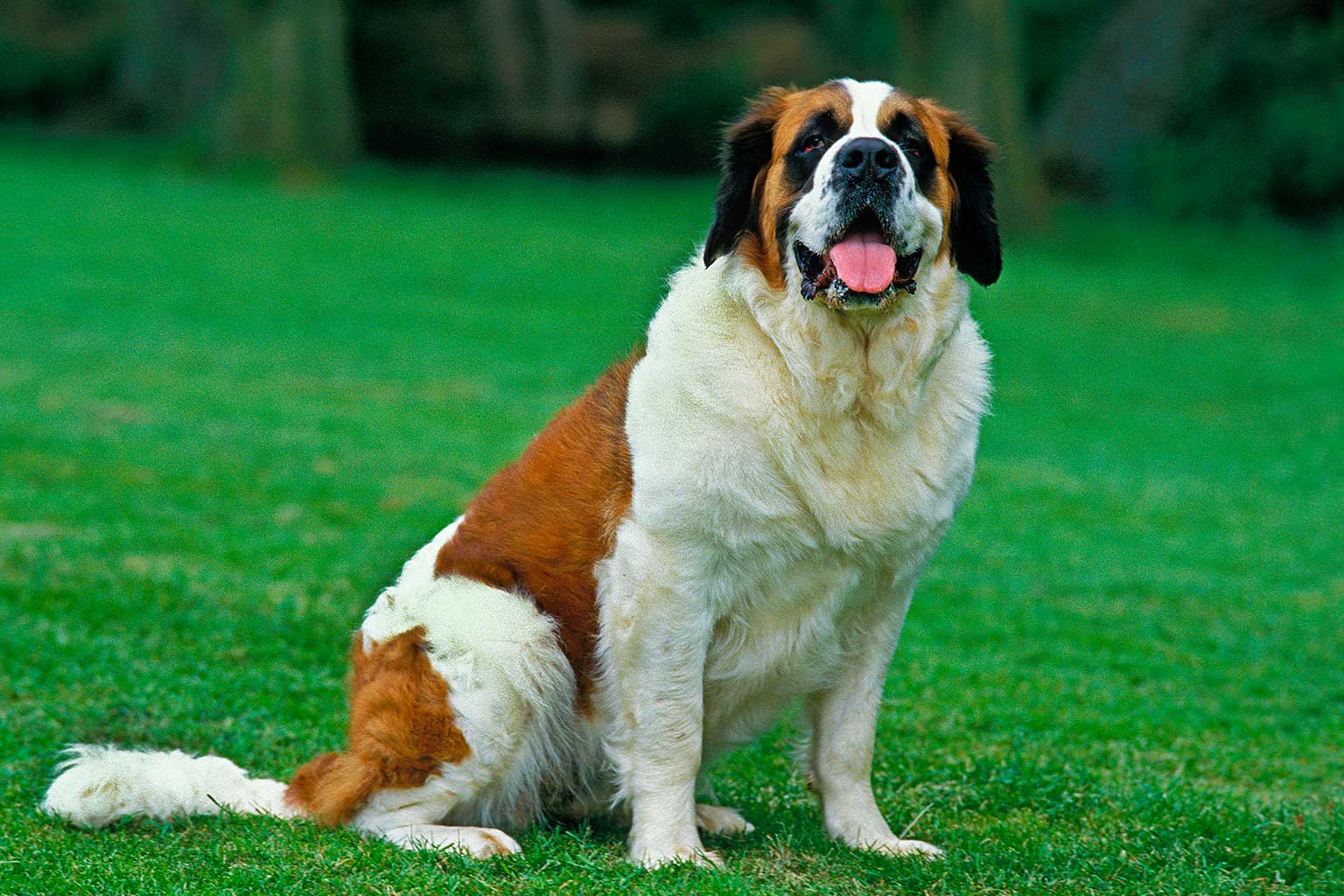 12 razas de perros tranquilas con personalidades relajadas