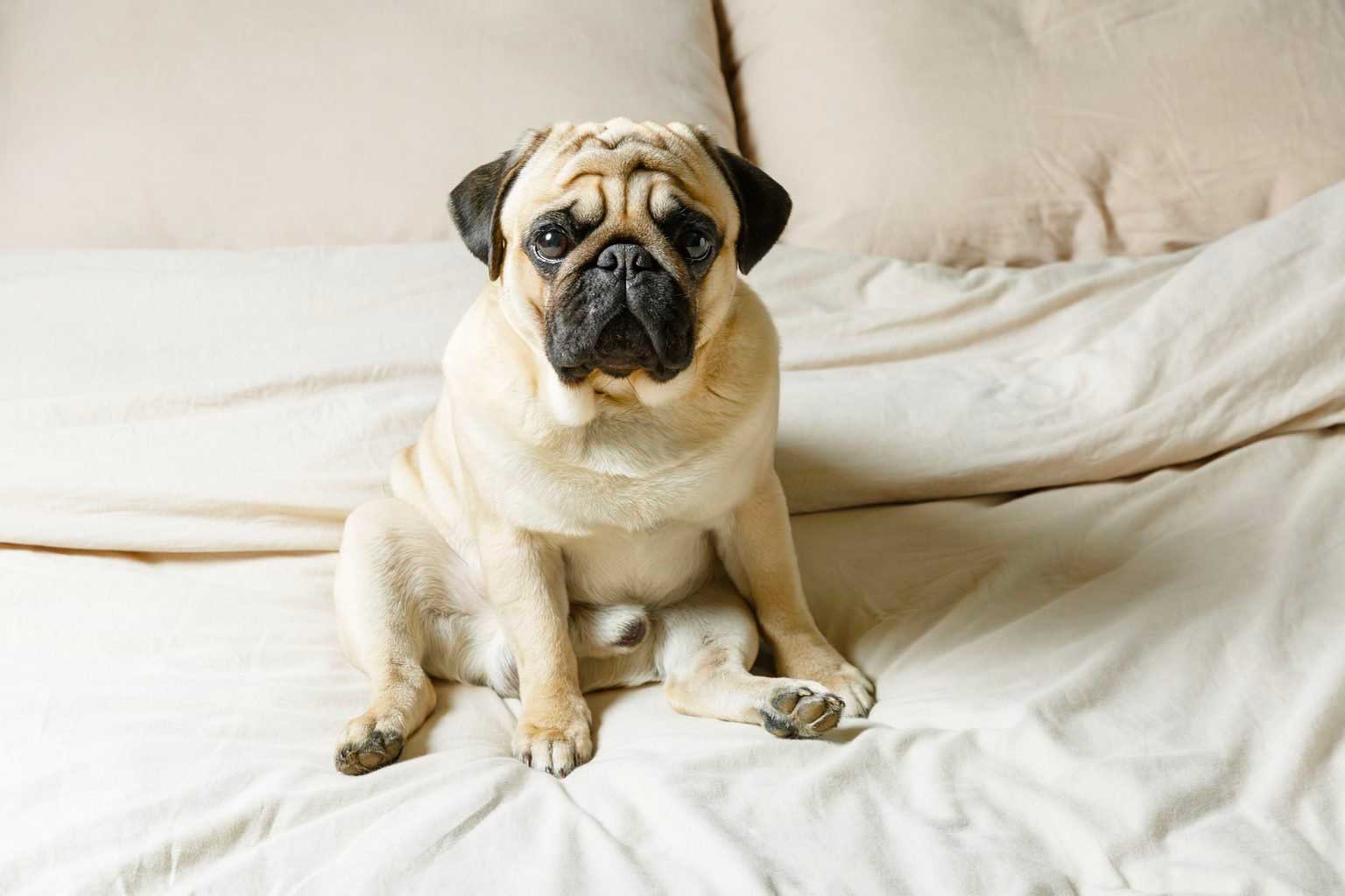 12 razas de perros tranquilas con personalidades relajadas