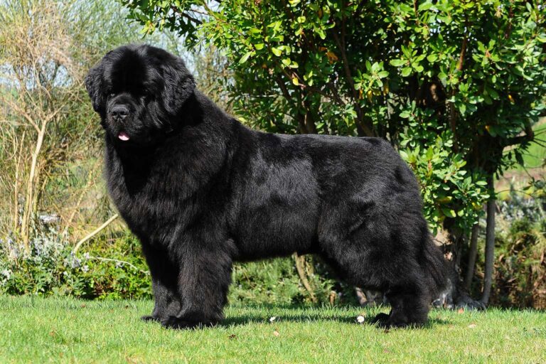 12 razas de perros tranquilas con personalidades relajadas