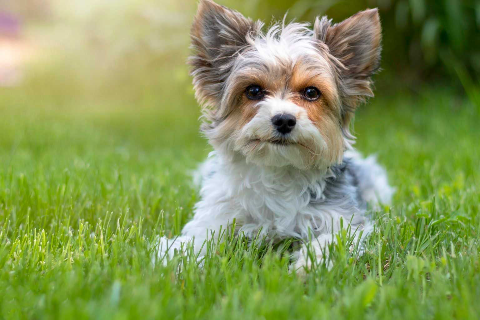 12 razas de perros tranquilas con personalidades relajadas